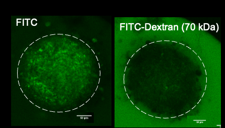 The Gelli Lab – Research Lab of Angie Gelli PhD, University of ...