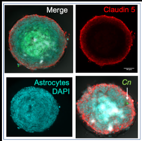 The Gelli Lab – Research Lab of Angie Gelli PhD, University of ...